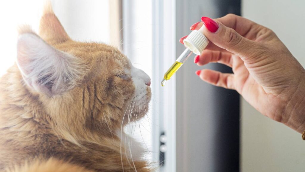 What to Know about GotFlora Hemp Products - Health2wellness